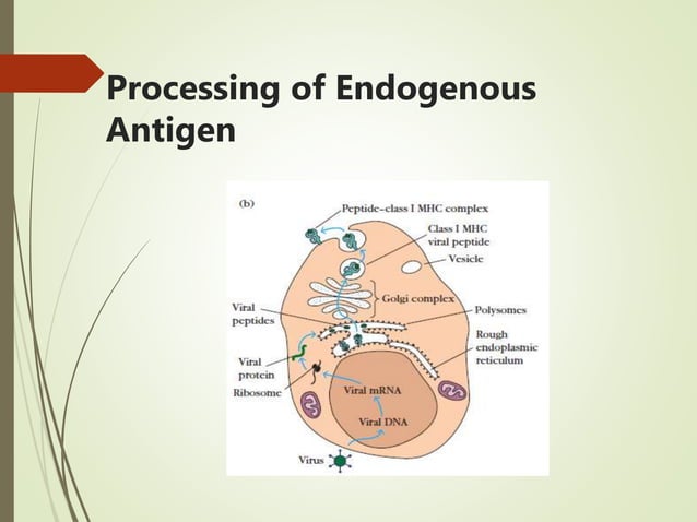 Antigen processing and presentation | PPTX | Biological Sciences | Science