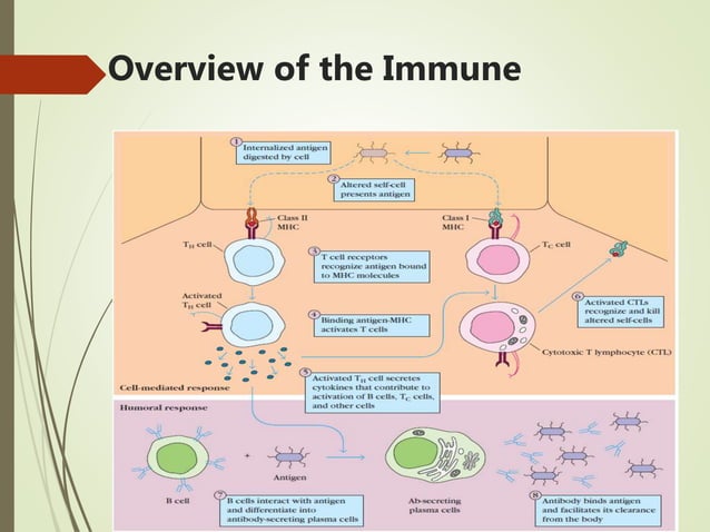 Antigen processing and presentation | PPTX | Biological Sciences | Science
