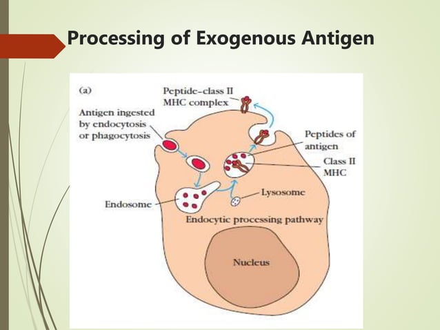 Antigen processing and presentation | PPTX | Biological Sciences | Science