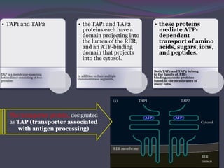 Antigen processing & presentation | PPTX
