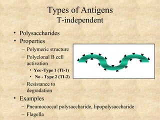 Antigens | PPT