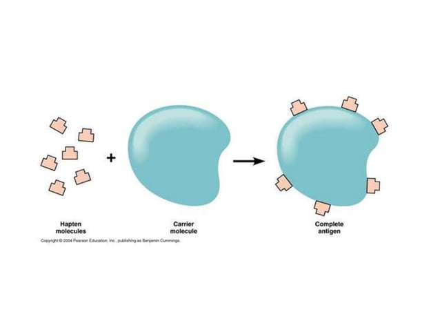 Antigens and immunogens immunogenecity | PPTX