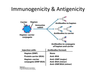 Antigens and immunogens immunogenecity | PPTX