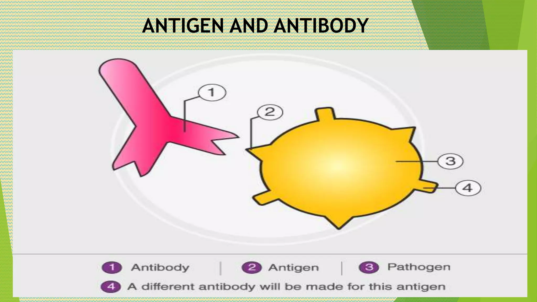 Antigens.pptx