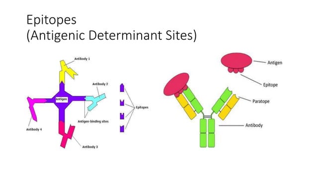 Antigens.lecture note immunology theoretical pptx | PPT