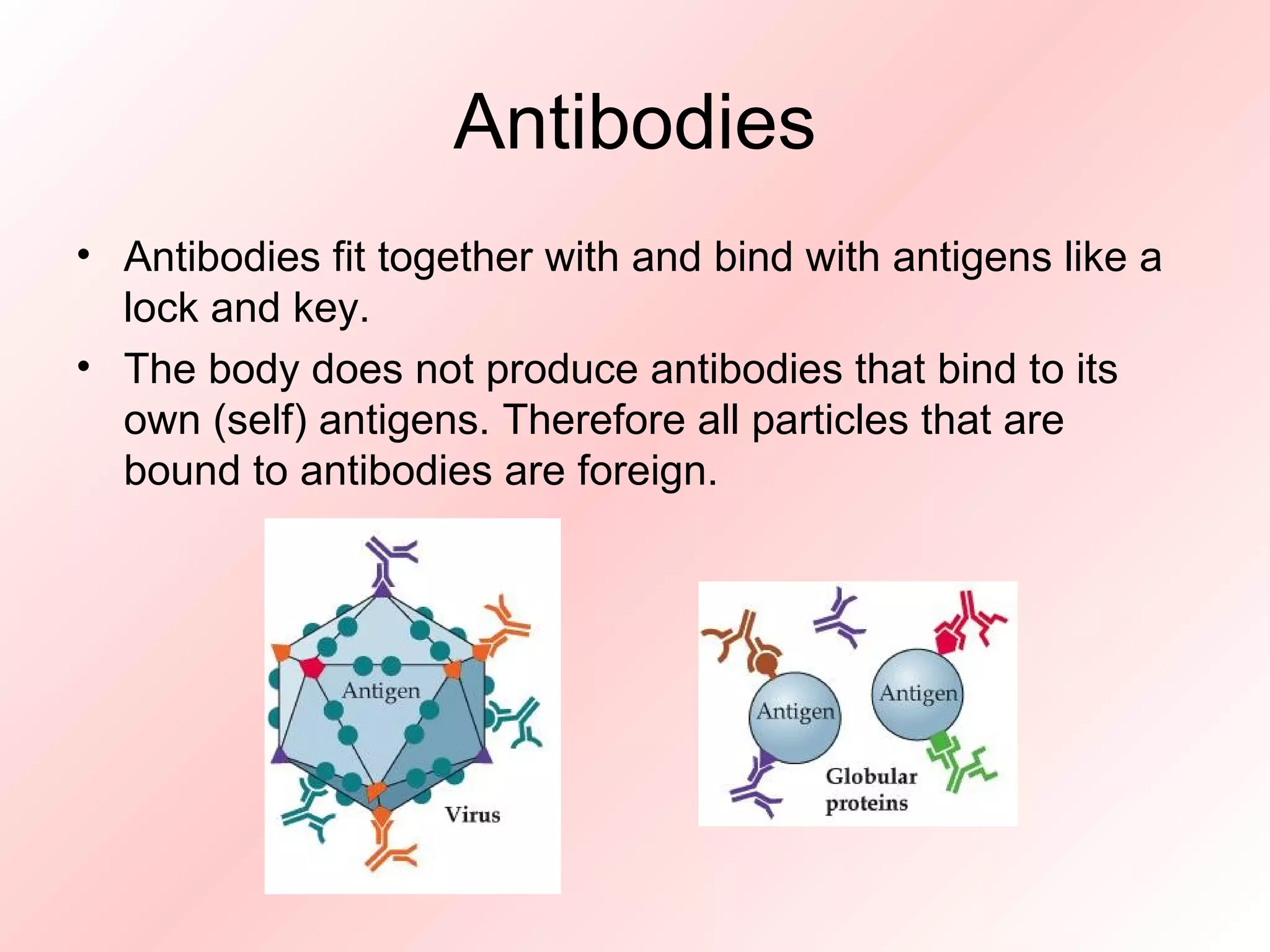Antigens and antibodies | PPT