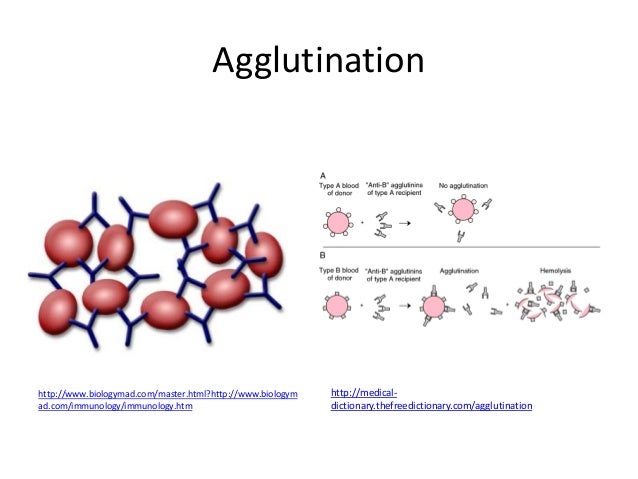 Antigens & antibodies Intro