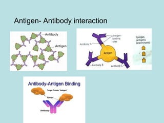 Antigens ms | PPT | Free Download