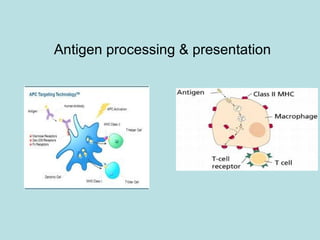 Antigens ms | PPT | Free Download