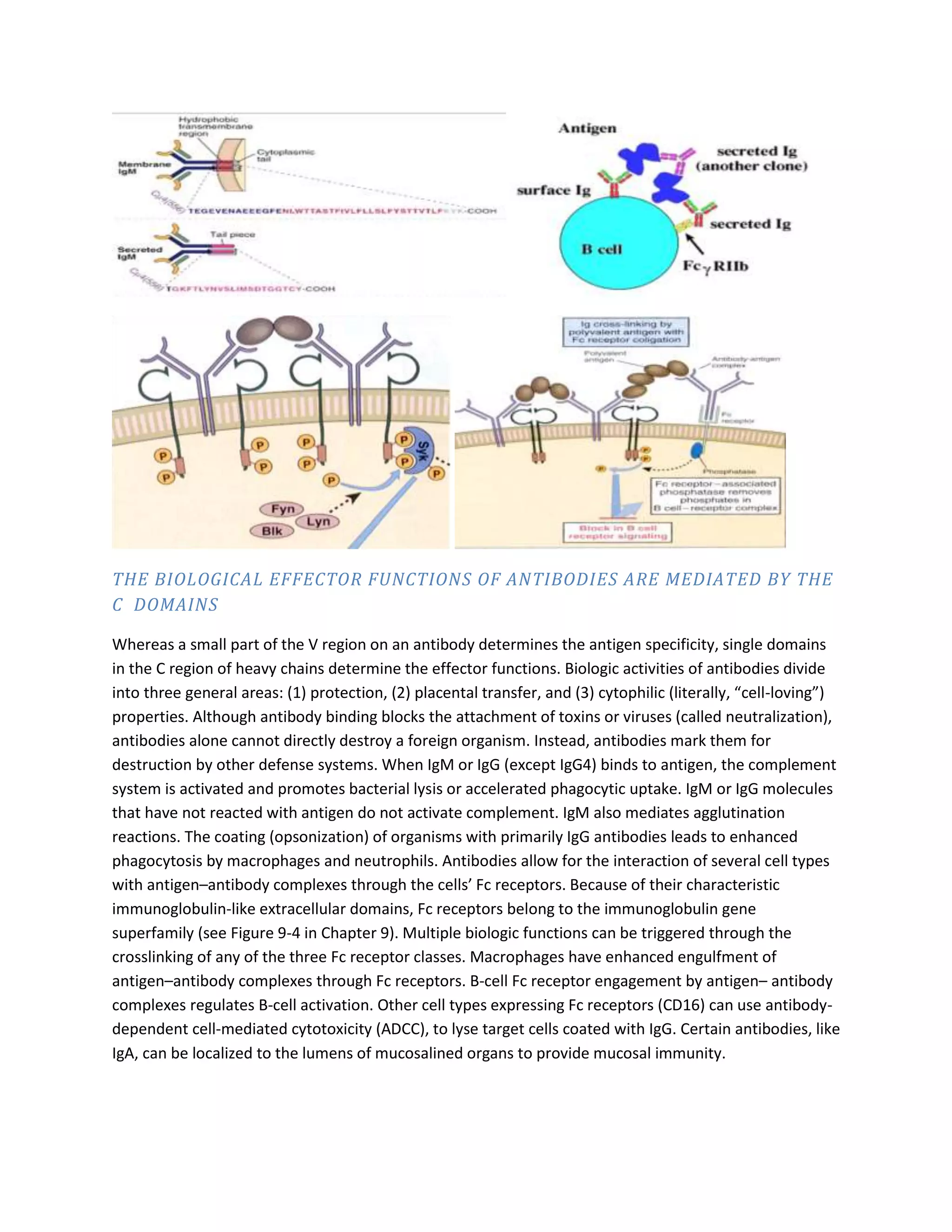 Antigen structure and immunogenicity | DOCX