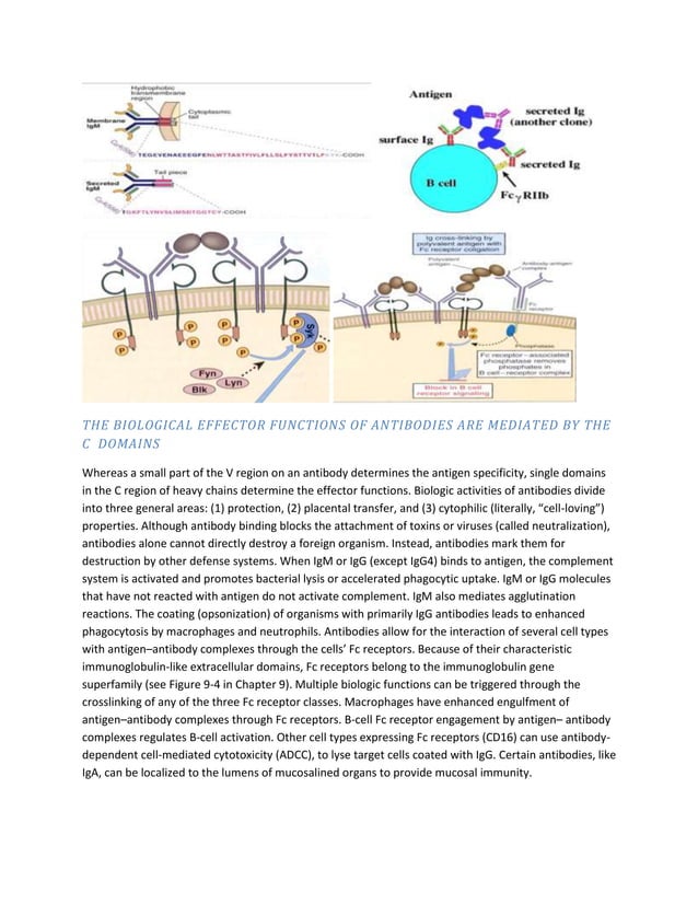 Antigen structure and immunogenicity | PDF