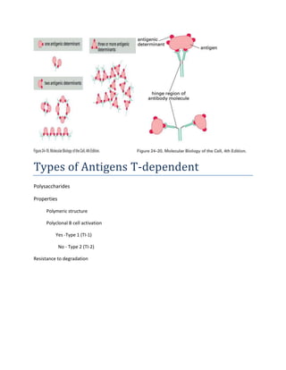 Antigen structure and immunogenicity | PDF