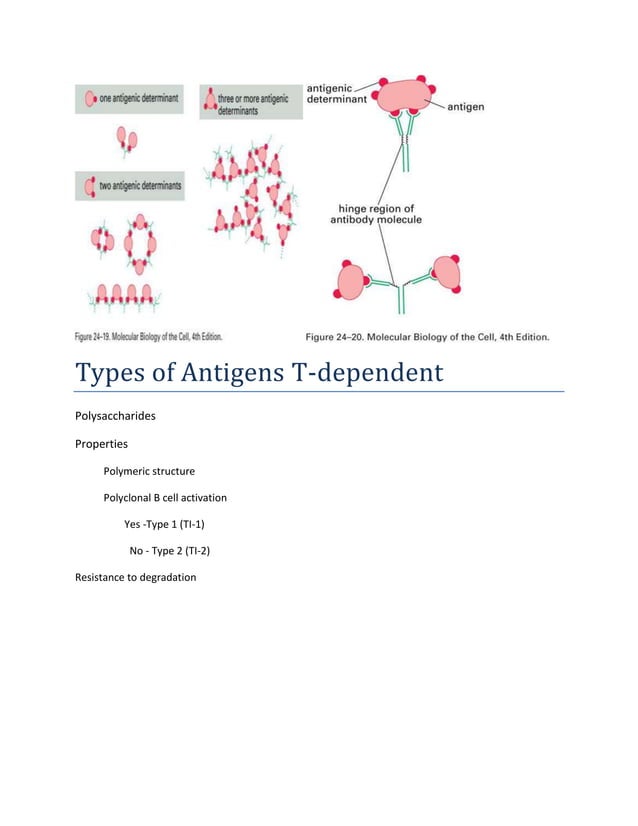 Antigen Structure And Immunogenicity Pdf