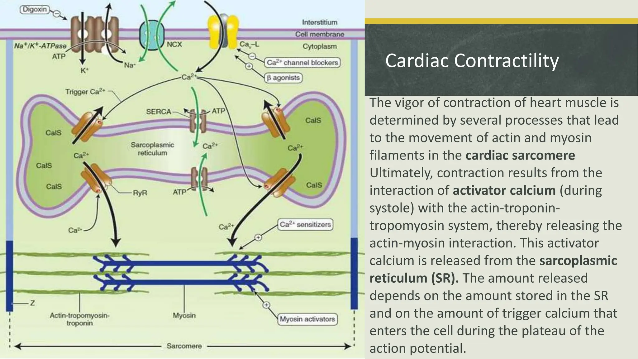 anti heart failure assignment final.pptx