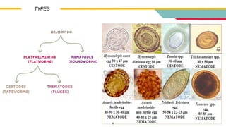 Antihelmintics | PPT