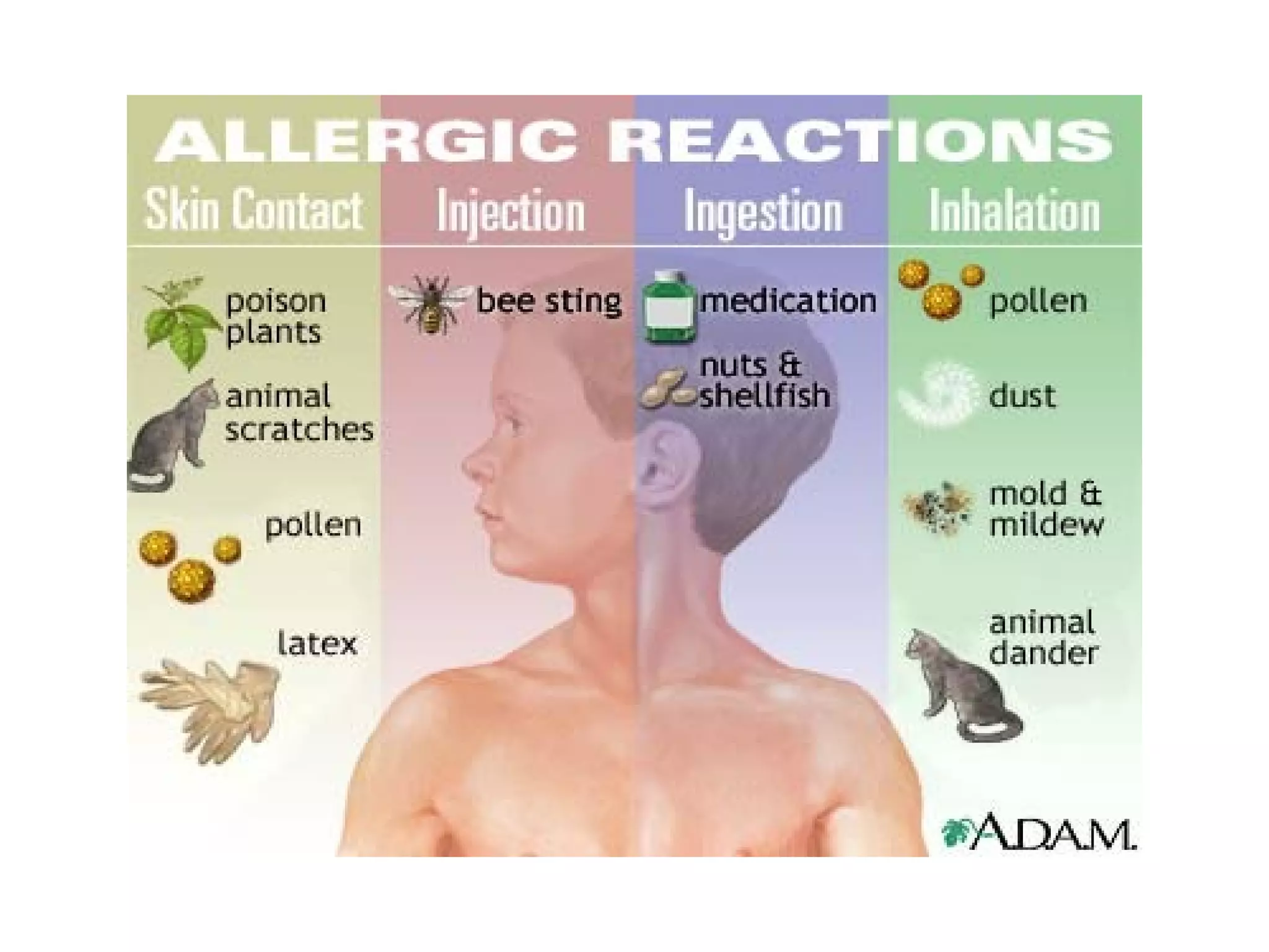 Antihistamine | PPT