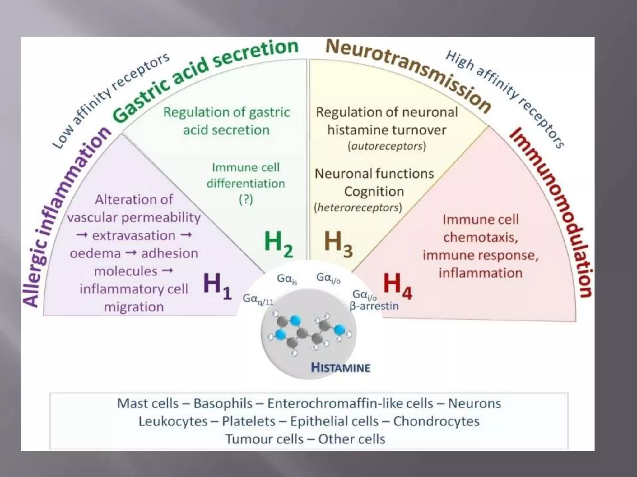 Anti histamine drug | PPTX