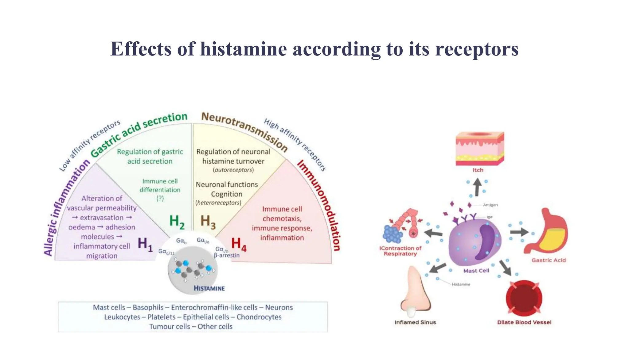 Antihistamines agents types generations. | PPTX