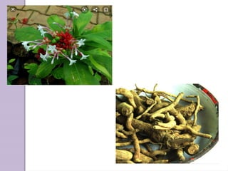 ANTIHYPERTENSIVE-RAUWOLFIA (2).pptx FOR FIRST YEAR DIPLOMA STUDENTS | PPTX