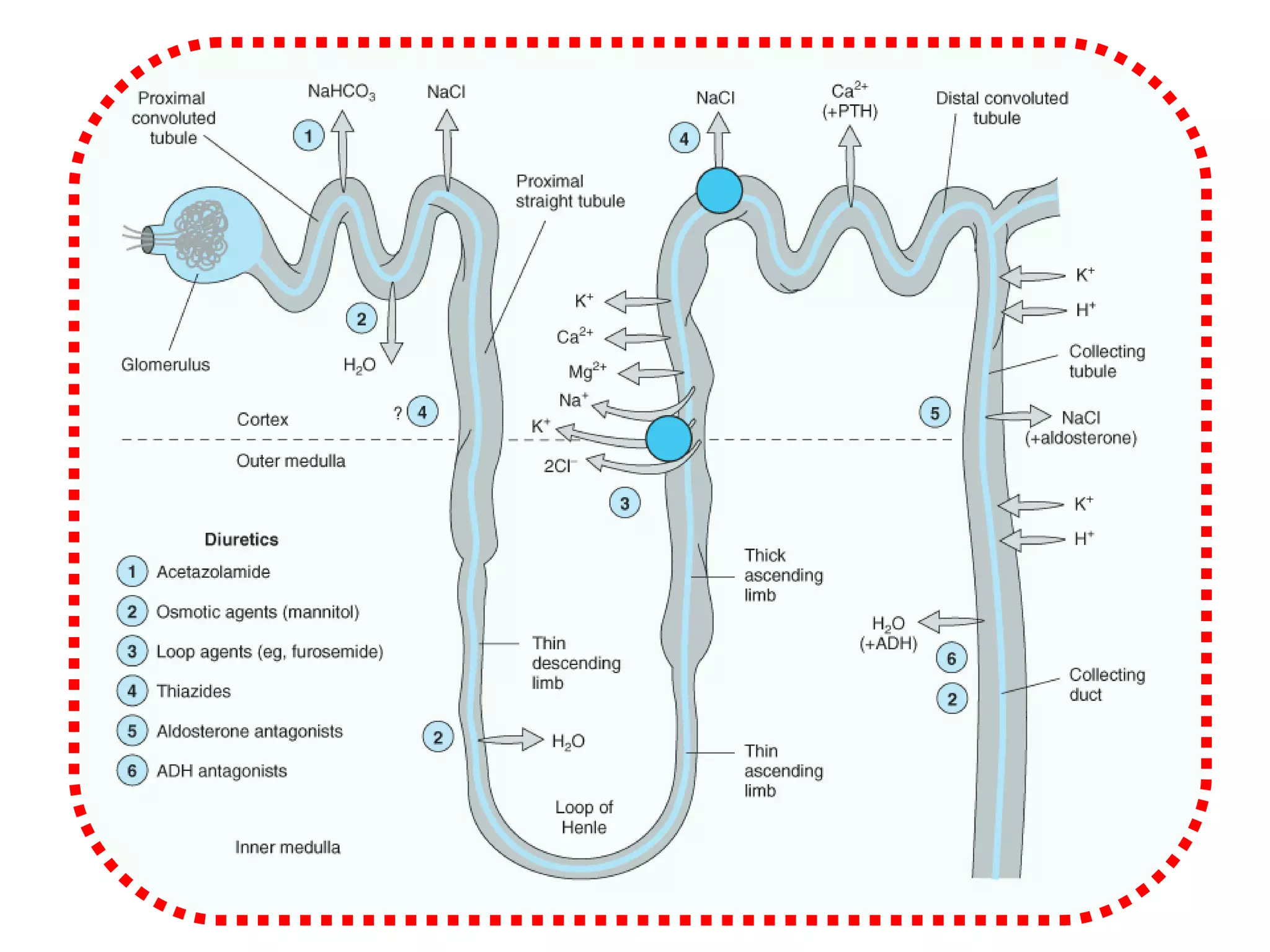 ANTI HYPERTENSIVE AGENTS [MEDICINAL CHEMISTRY] BY P.RAVISANKAR ...