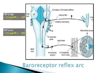 Antihypertensive drug part 1 | PPT | Heart and Cardiovascular Diseases ...