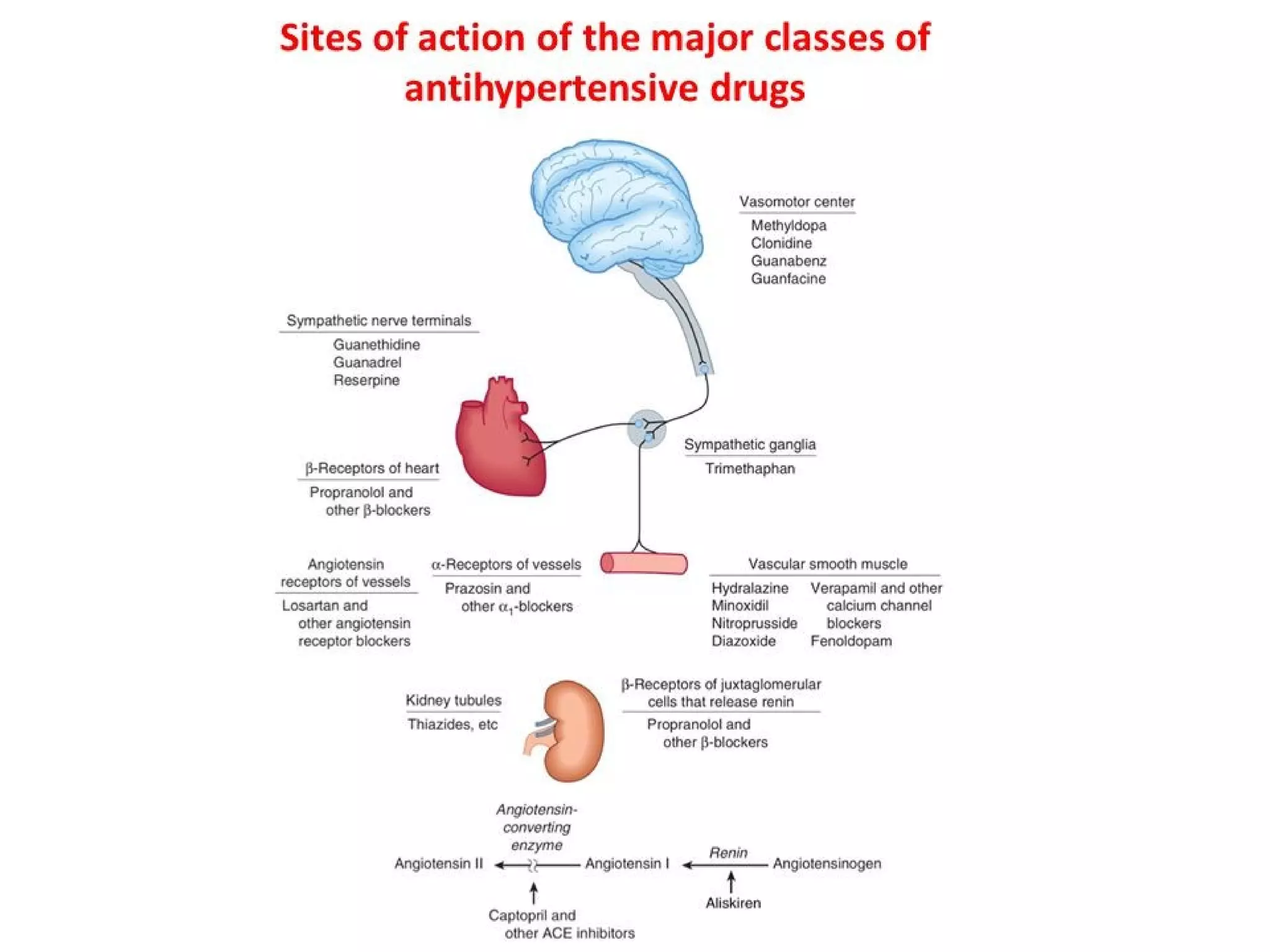 Antihypertensive drugs | PPS