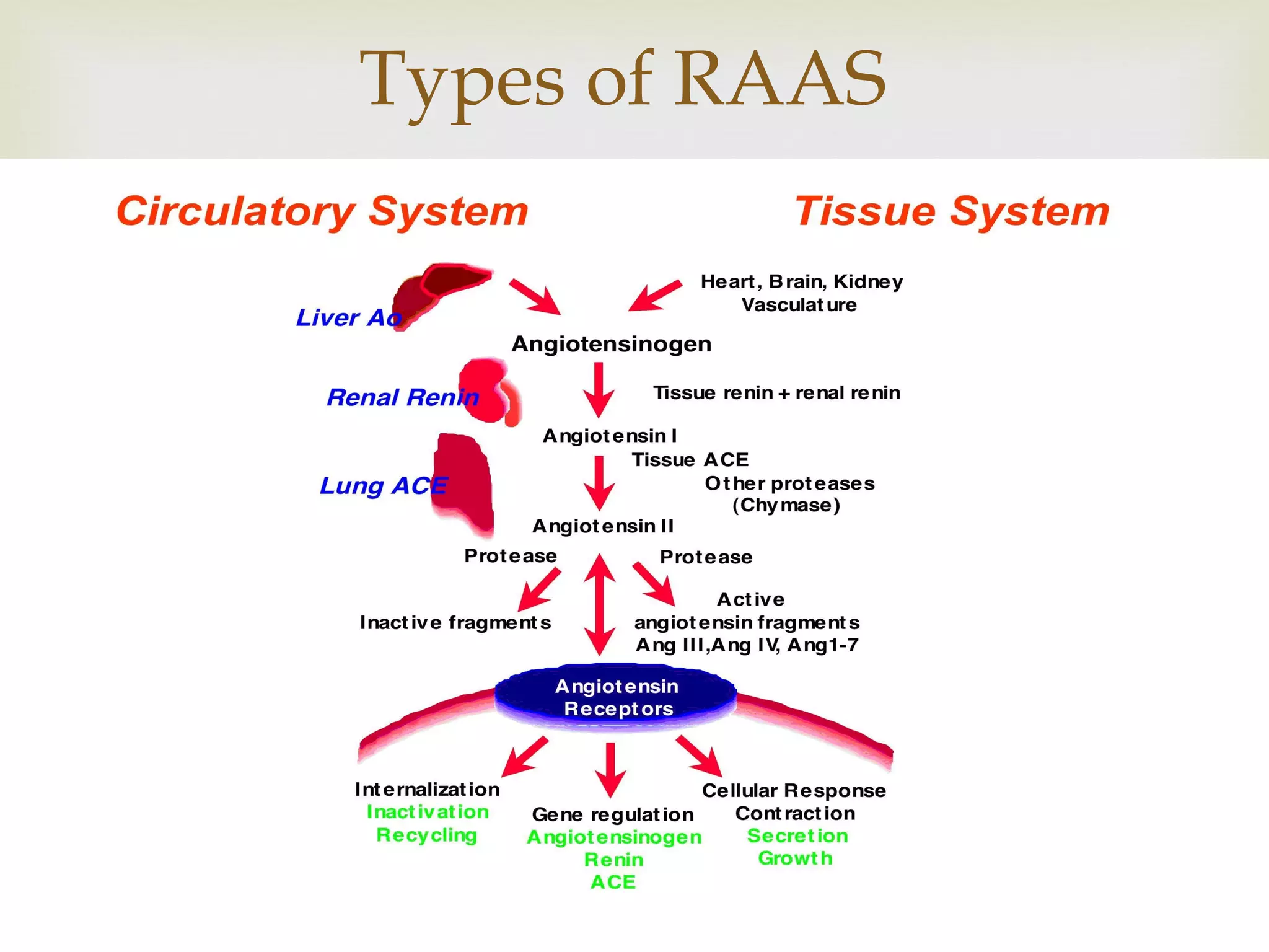 Recent advances in treatment of Hypertension -- Drugs inhibiting RAAS ...
