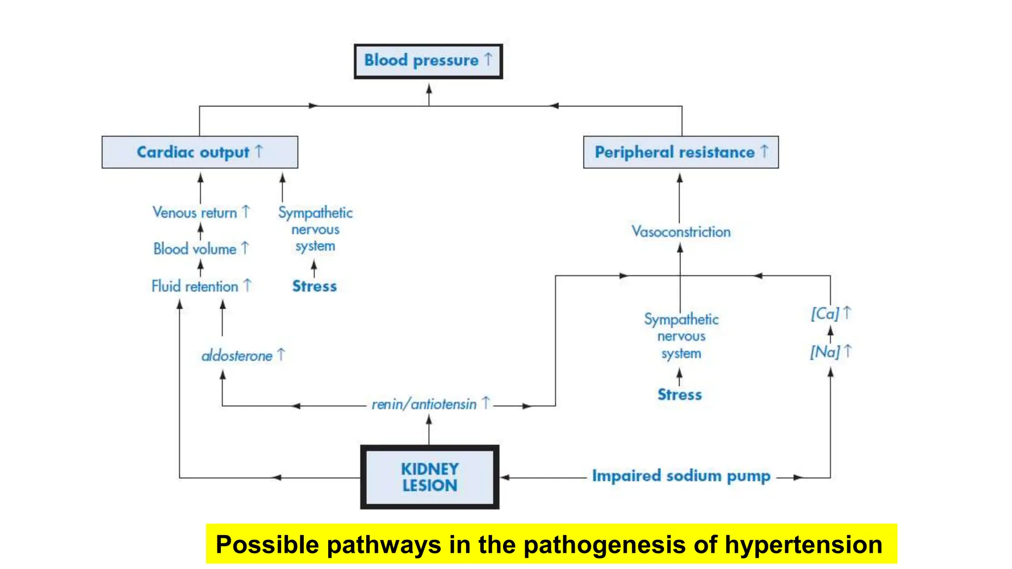 ANTI HYPERTENSIVES DRUGS WITH THEIR MODE OF ACTION | PPTX