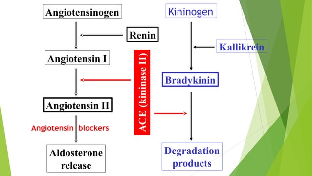 Antihypertensives acting on RAAS | PPTX | Heart and Cardiovascular ...