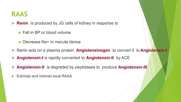 Antihypertensives acting on RAAS | PPTX | Heart and Cardiovascular ...