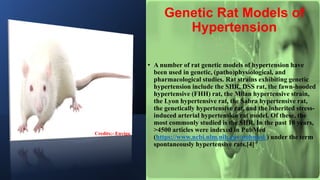 Antihypertensive Screening Models | PPTX