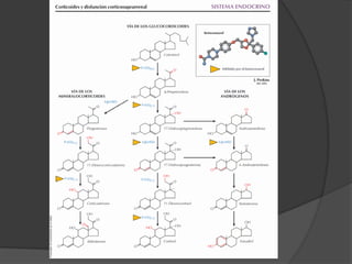 Anti inflamatorios esteroideos | PPTX