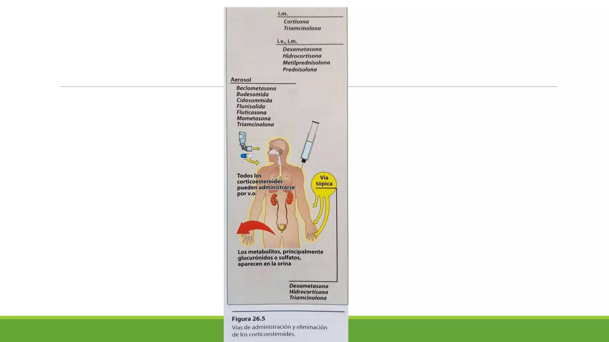 Antiinflamatorios esteroideos | PPTX