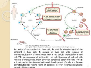 Antimalaria.gggggggggggggggggggggggggggggggggggggggggpptx | PPTX