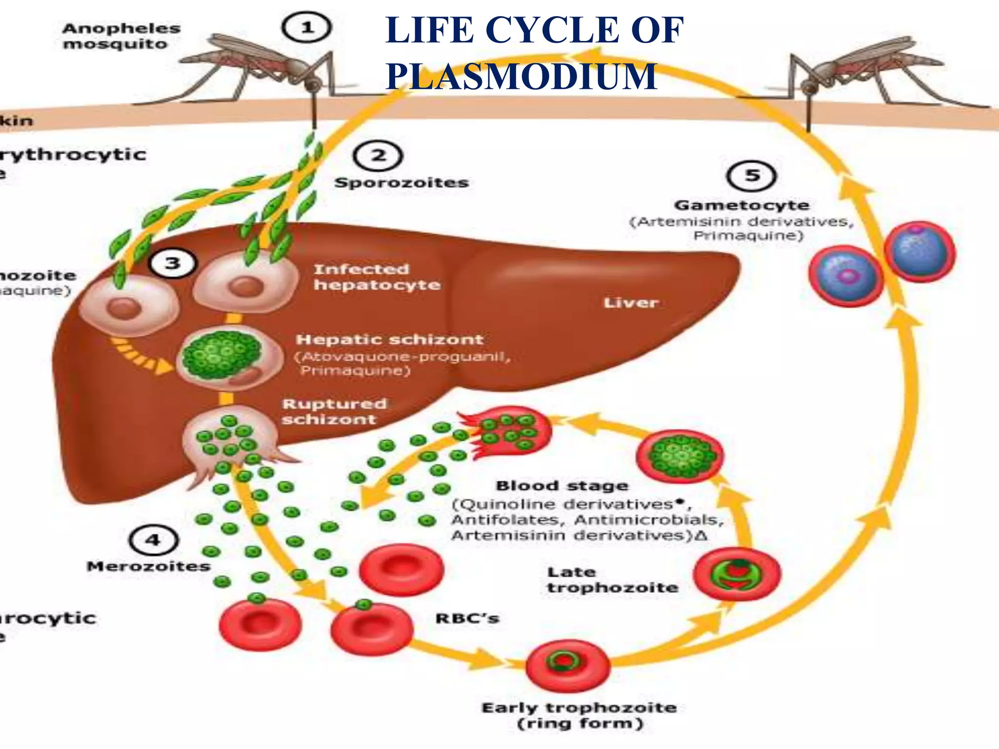 Anti malarial drug classification | PDF