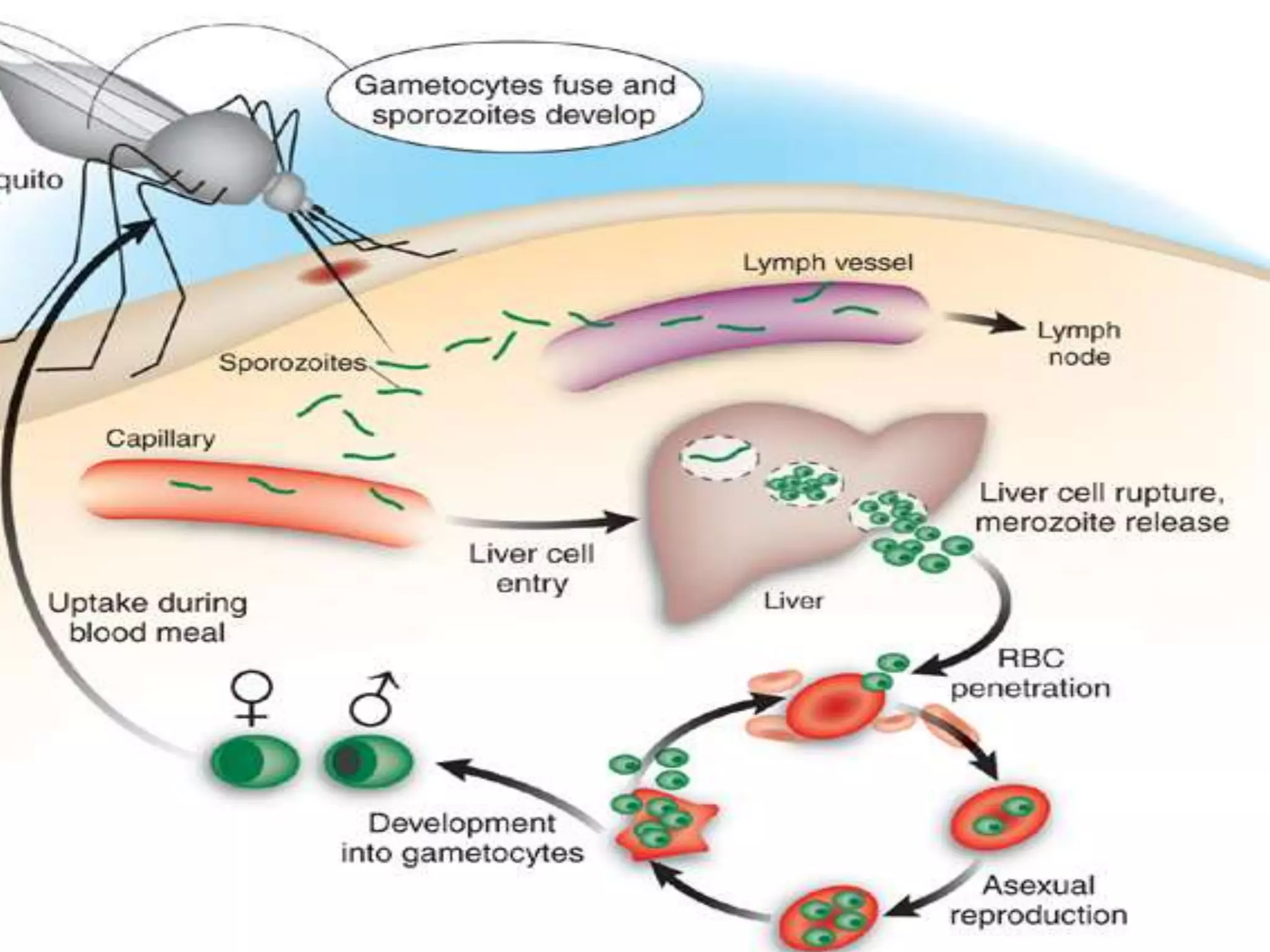 Anti malarial drug classification | PDF