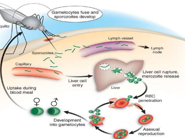 Anti malarial drug classification | PDF