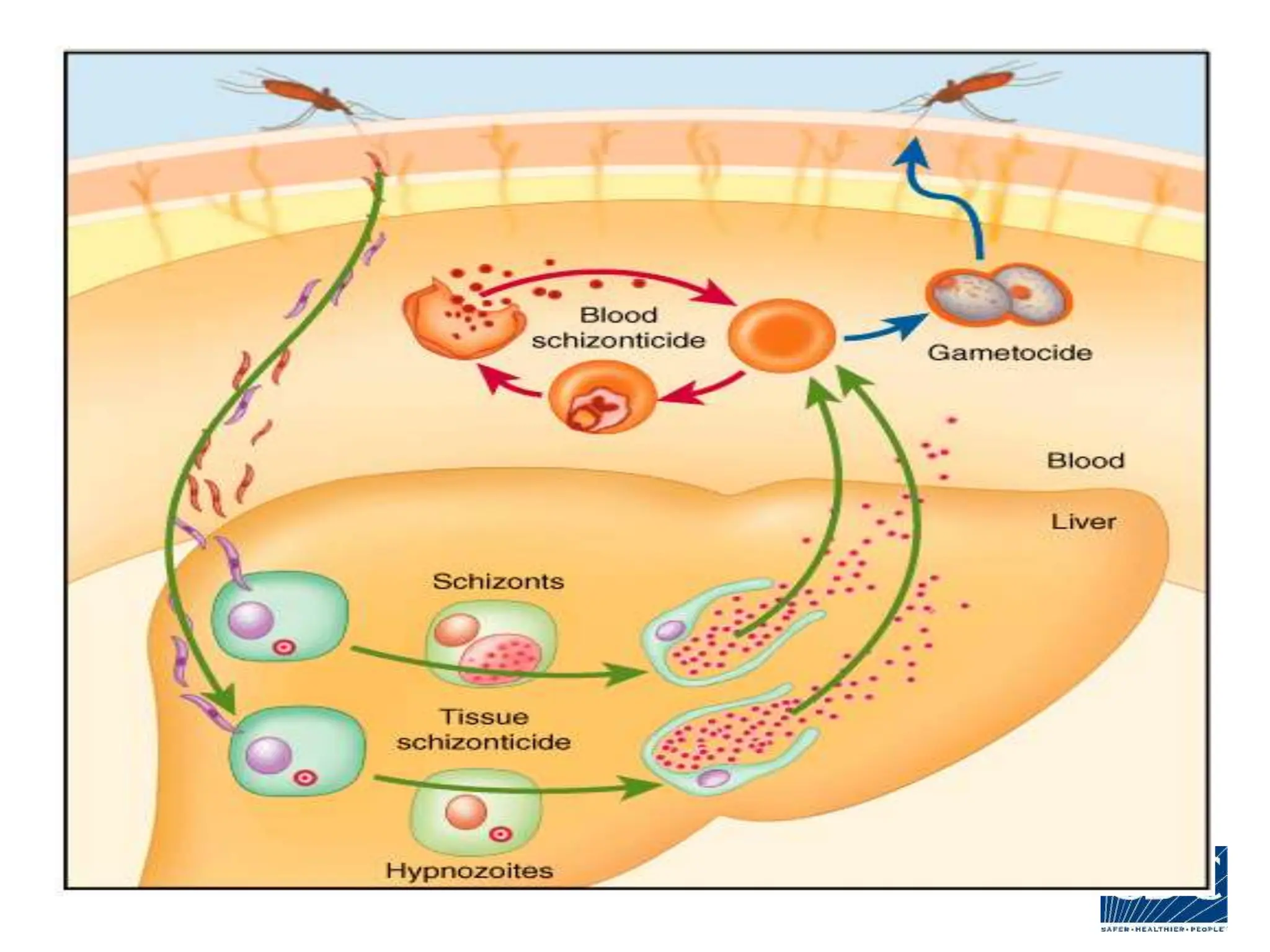 Antimalarial drugs. Vivax, falciparum ,ovale, malarae | PPTX