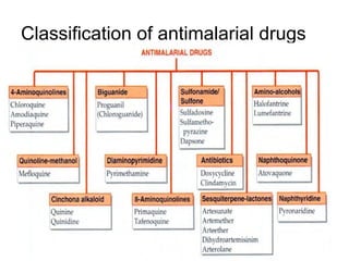 Antimalarial Drugs and Malaria Management | PPTX
