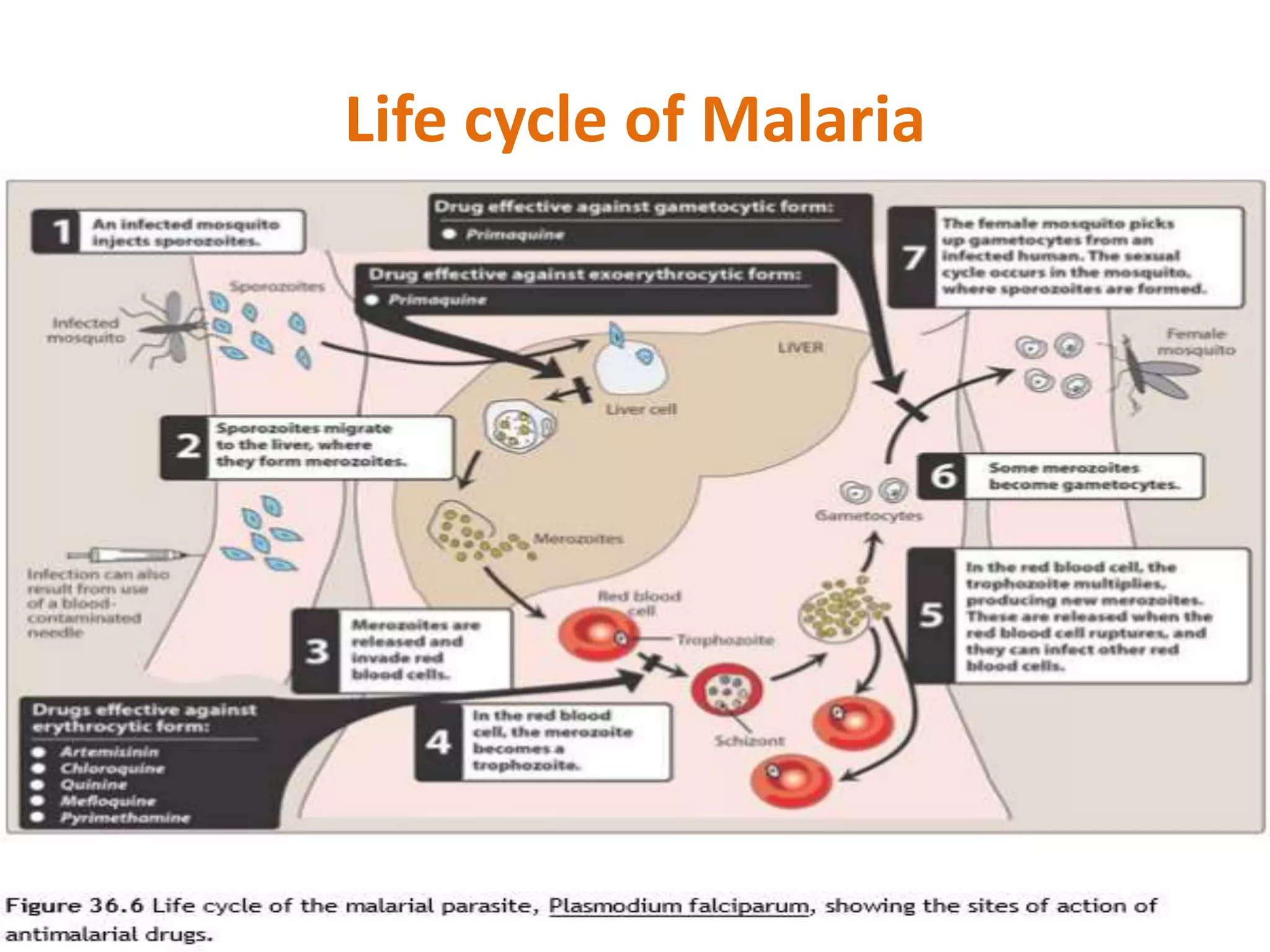 Antimalarial drugs | PPTX