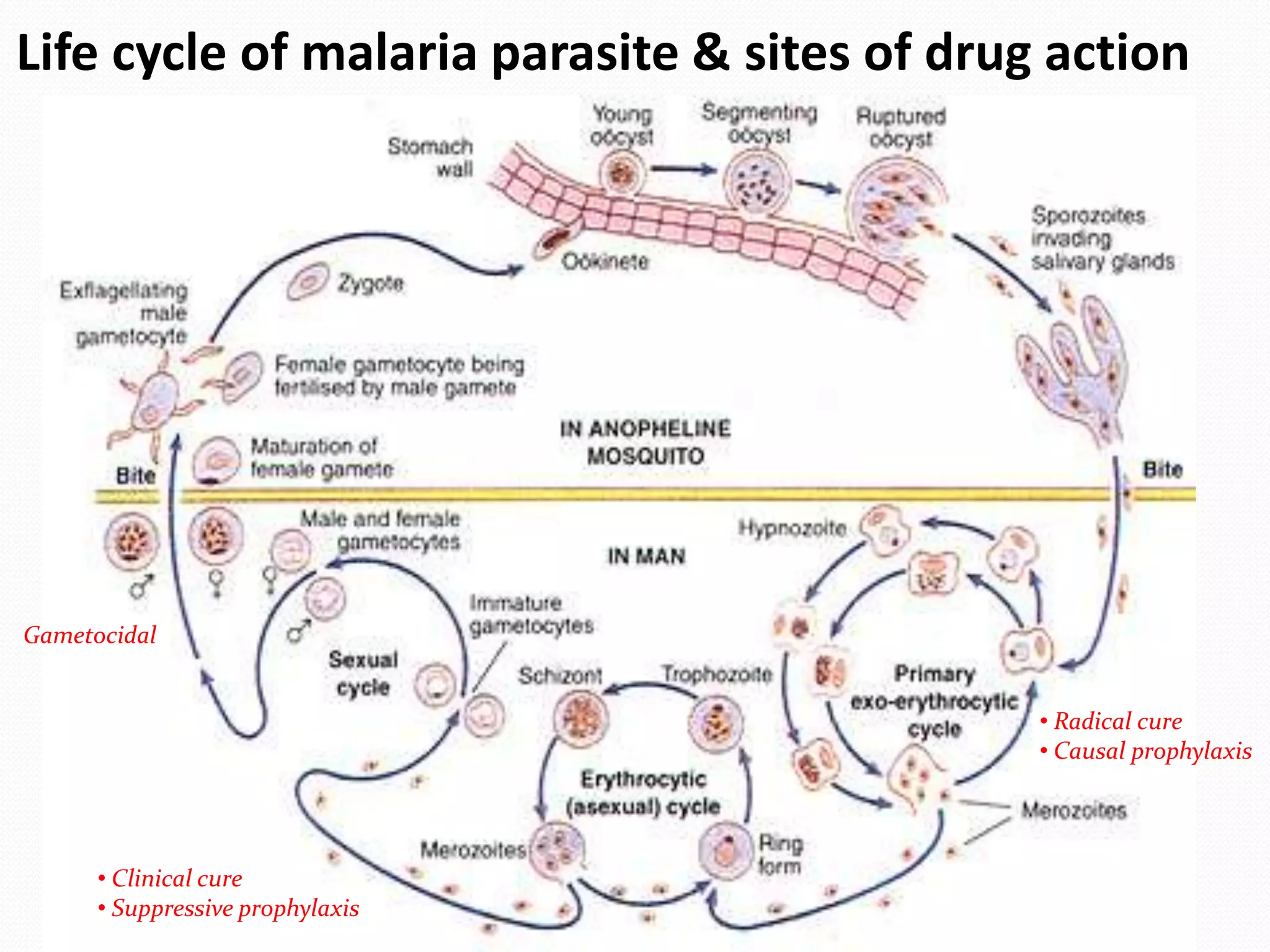 Anti malarial treatment | PPT