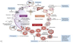 Complete Chapter of Anti-malarial Drugs Part -2 | PPTX