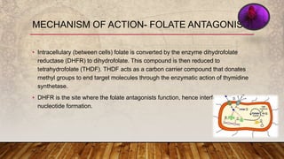 Antimetabolites | PPTX