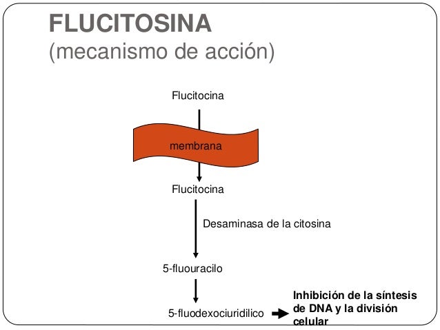 Antimicoticos 16