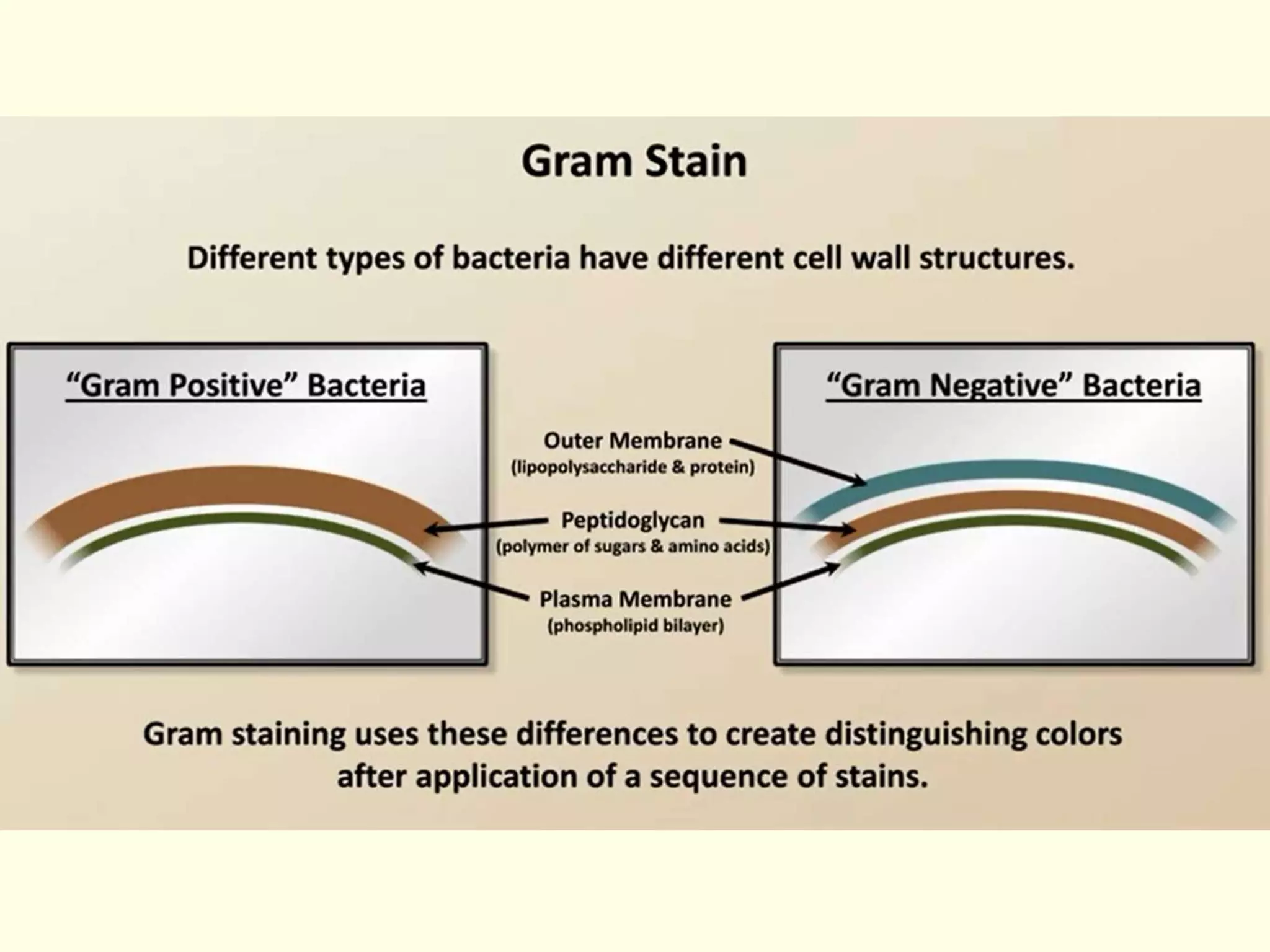 Antimicrobial in dentistry practice - dental pharmacology | PPTX