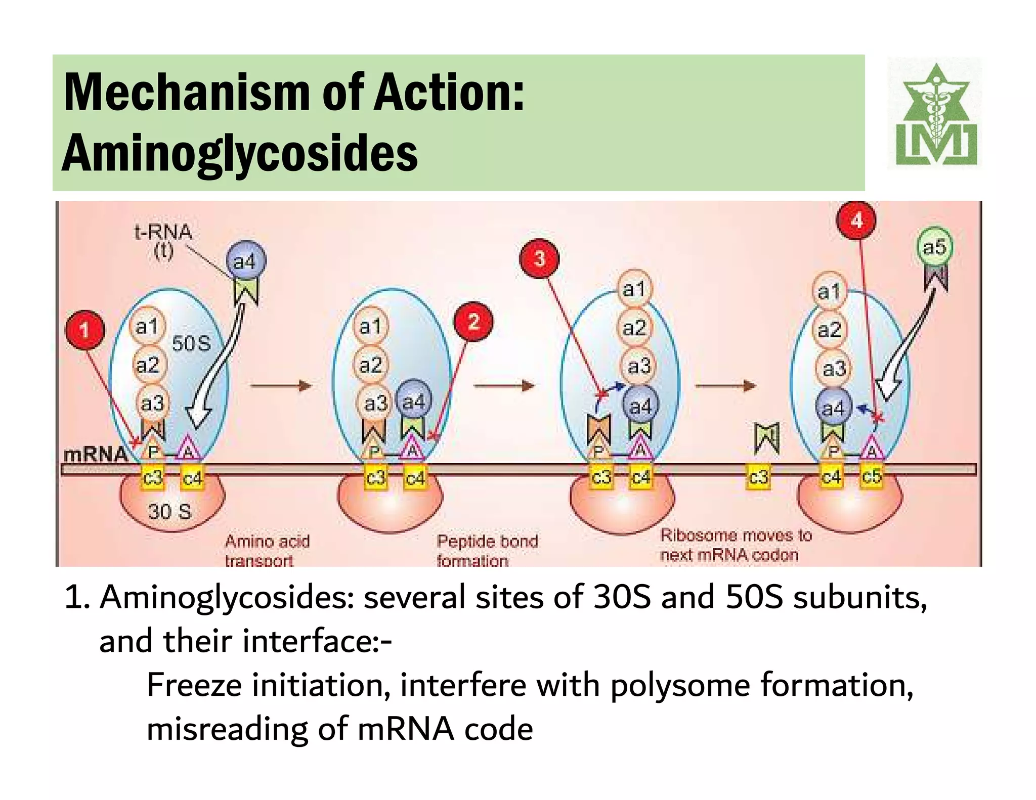 Antimicrobial agents Protein Synthesis Inhibitors and DNA gyrase ... Antimicrobial agents Protein Synthesis Inhibitors and DNA gyrase ...