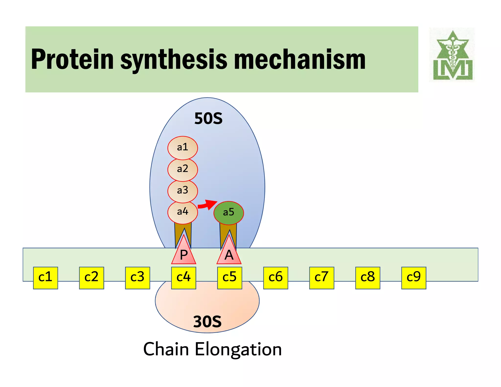 Antimicrobial agents Protein Synthesis Inhibitors and DNA gyrase ...