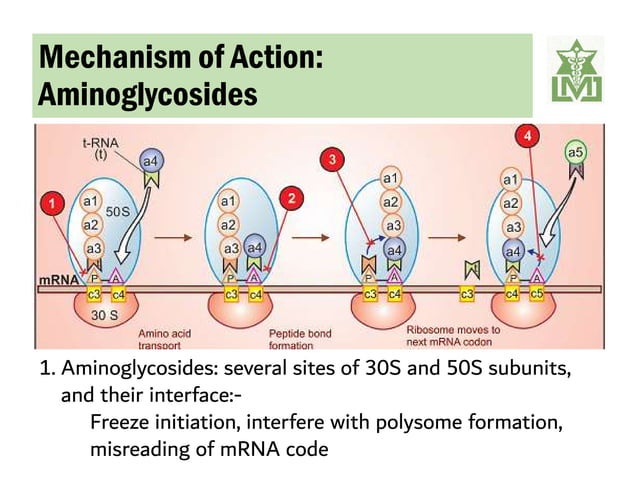 Antimicrobial agents Protein Synthesis Inhibitors and DNA gyrase ...