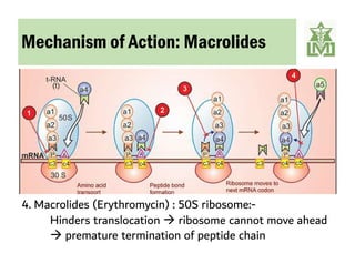 Antimicrobial agents Protein Synthesis Inhibitors and DNA gyrase ...