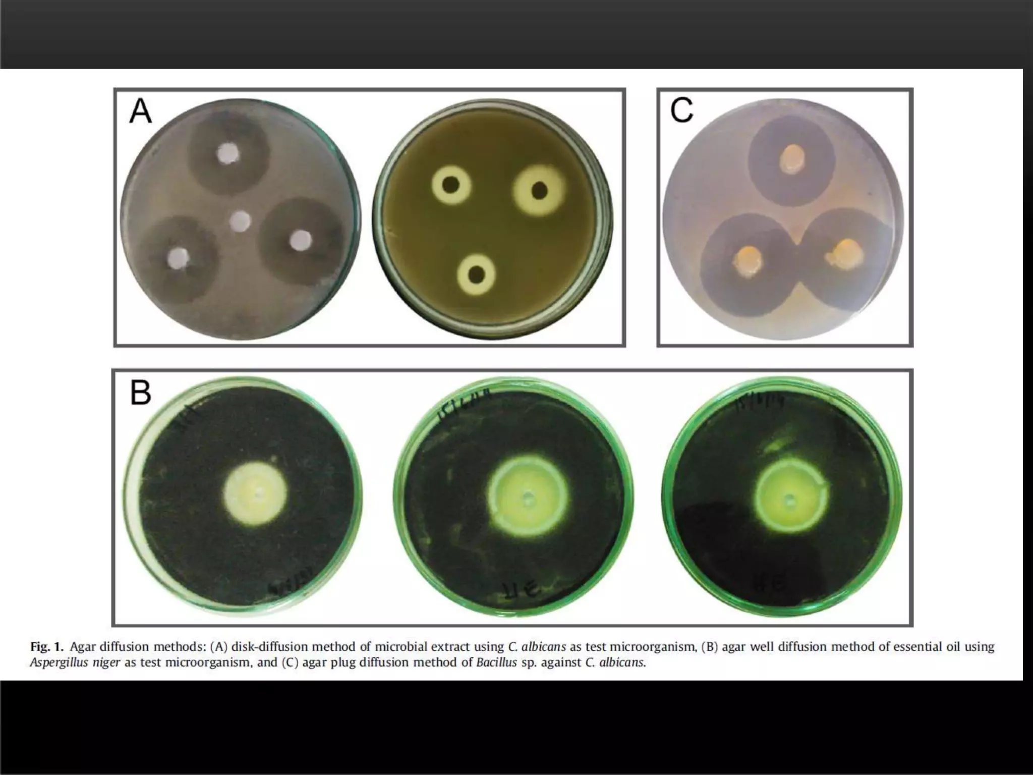 Antimicrobial assay.pptx